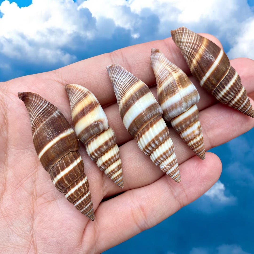 Mitre Shells (40-50mm): Coastal Nautical Decor, Beach Wedding, Jewelry ...