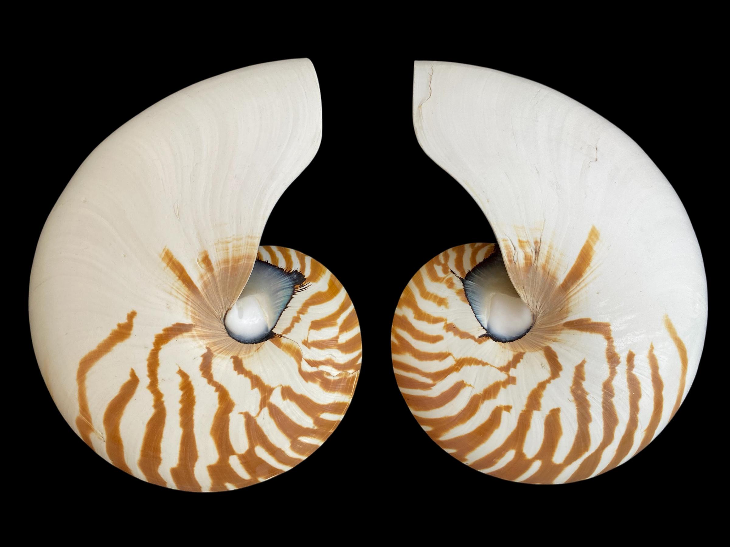 Unique Nautilus Shell Display, Fibonacci Spiral Ocean Art, Seashell Art ...