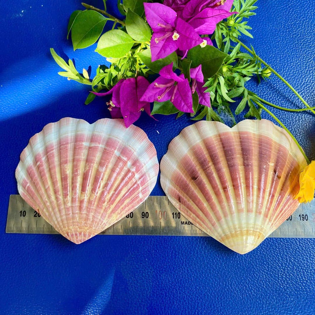Large Heart Clam Shells Valentines Decor (4-5inch), Heart Shell Decor ...