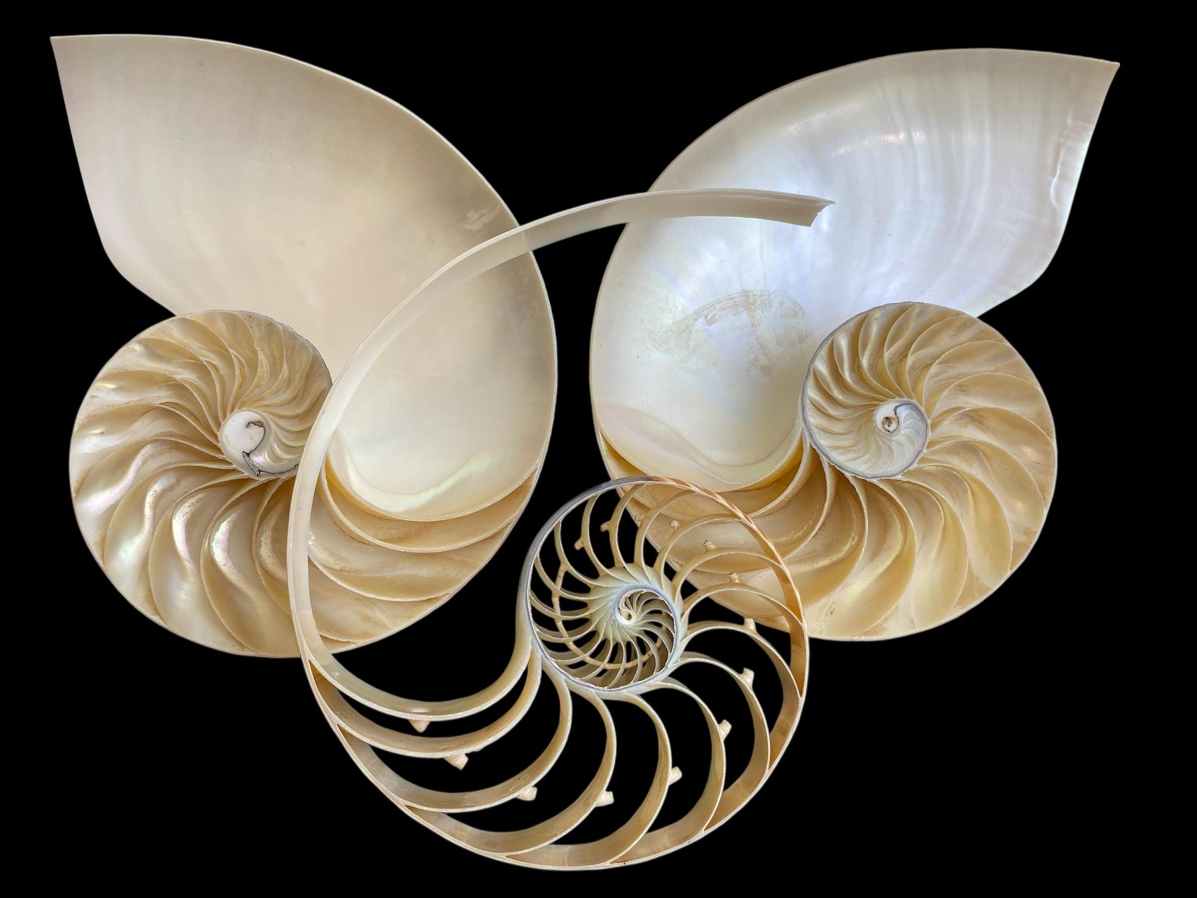 Unique Nautilus Shell Display, Fibonacci Spiral Ocean Art, Seashell Art ...