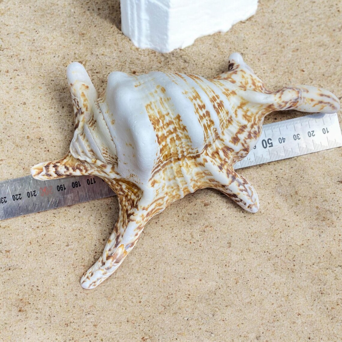 Large Sea Shell Treasure (400gram, 8inches), Big Shell Collection, Huge ...