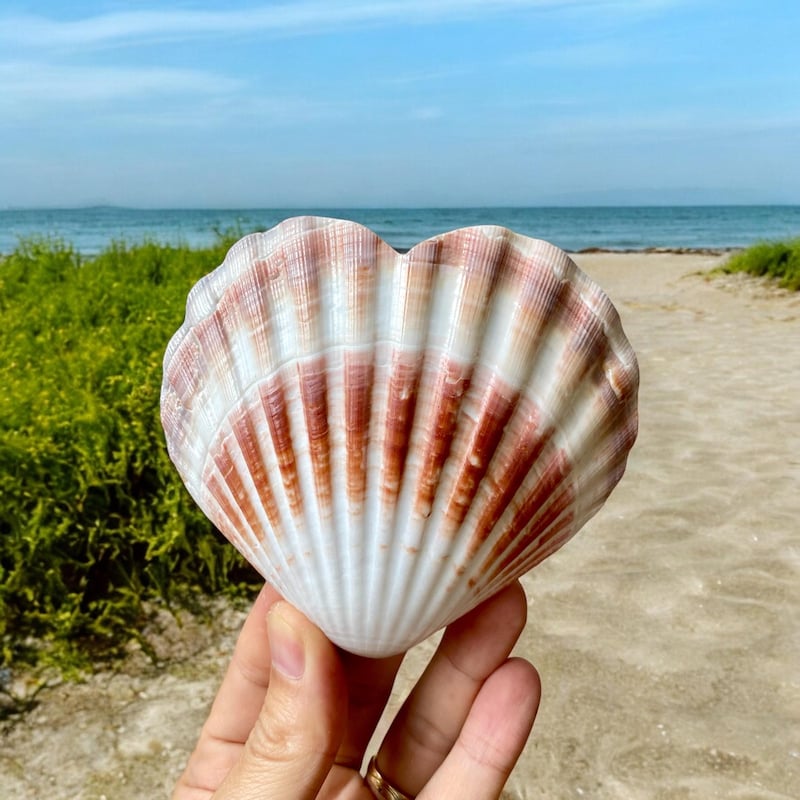 Heart Shaped Shell - Etsy
