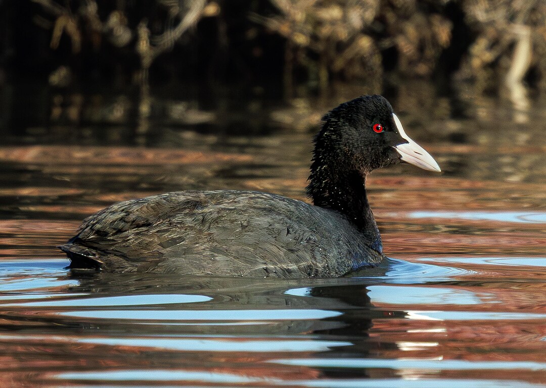 Eurasian Coot, Bird Photography, Printable Digital Download, Wall Art ...