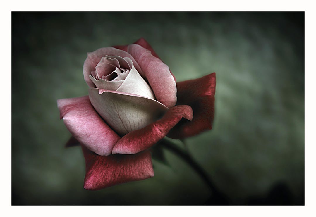 Pink Rose, Flower Art, Printable Digital Download, Wall Art Printable ...