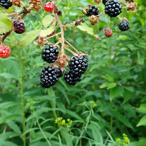 Allegheny Blackberry Plant: High Bush, Native North American Species - Etsy
