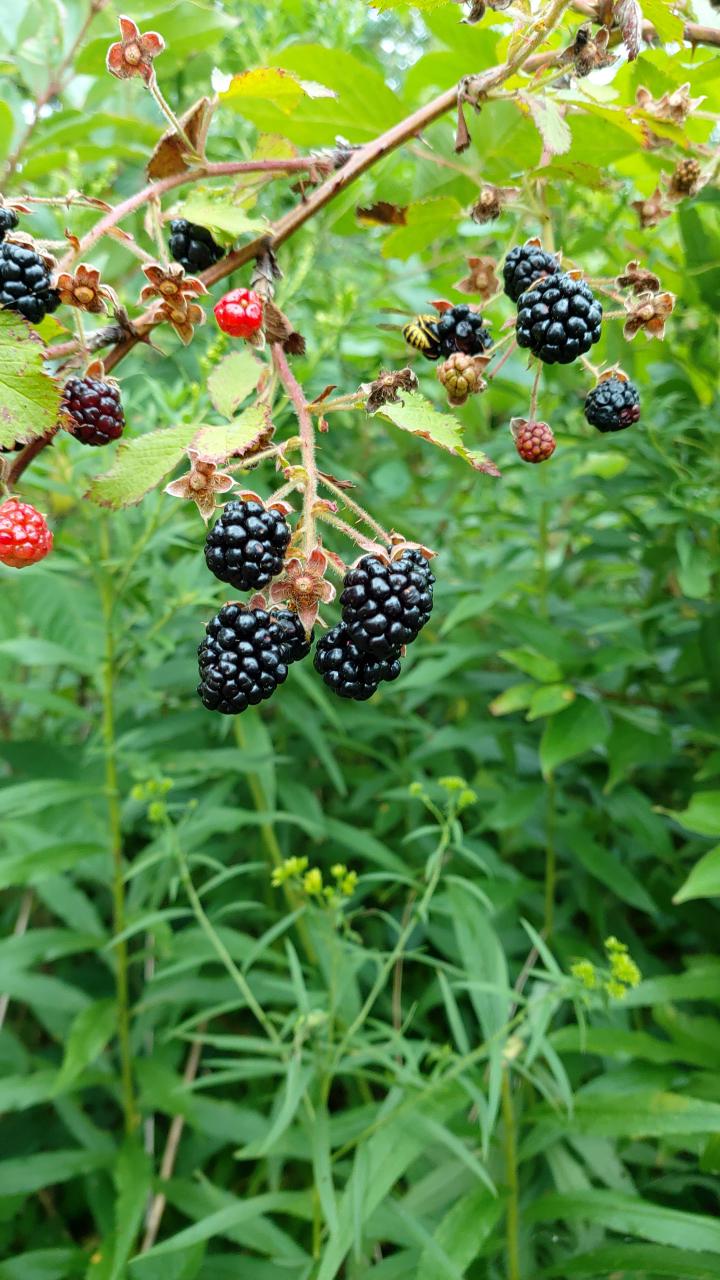 Allegheny Blackberry Plant: High Bush, Native North American Species - Etsy