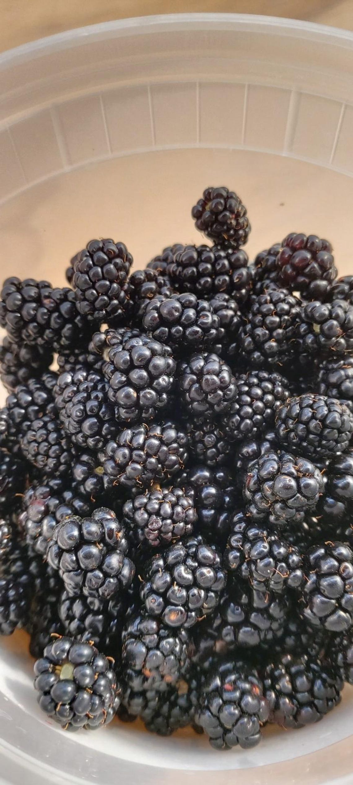 Allegheny Blackberry Plant: High Bush, Native North American Species - Etsy