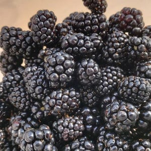Allegheny Blackberry Plant: High Bush, Native North American Species - Etsy