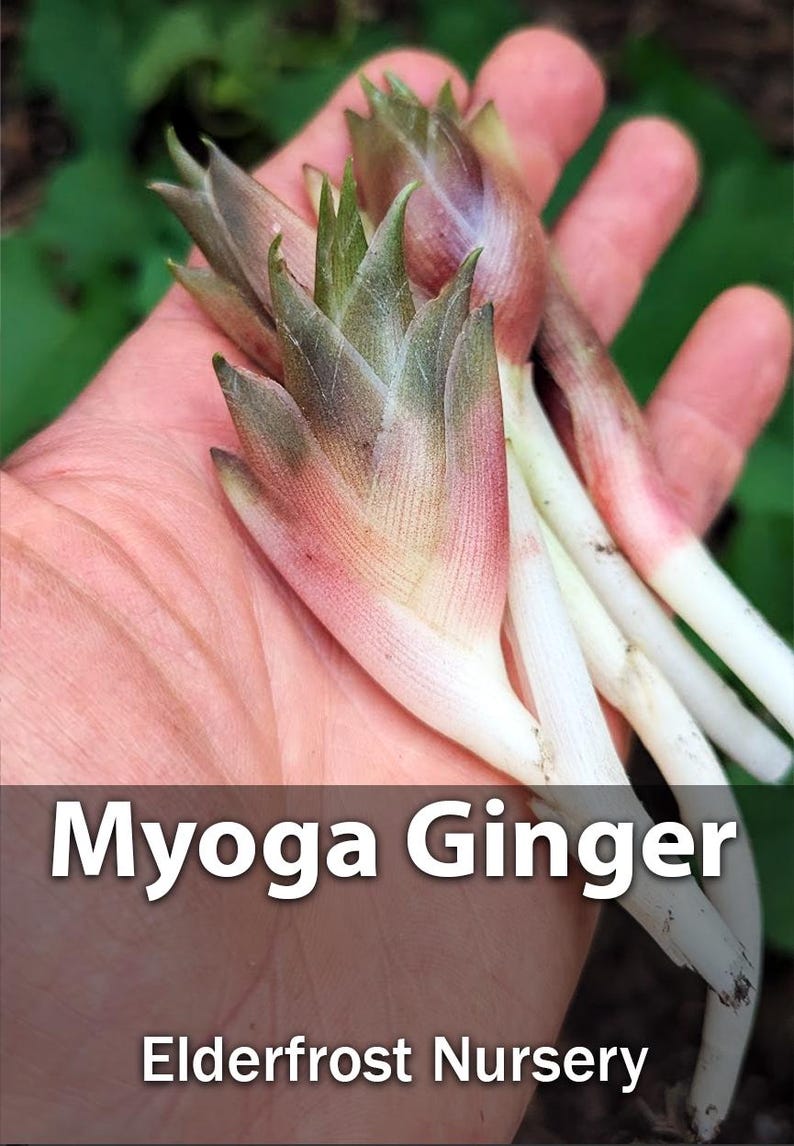 Myoga Ginger Live Roots, Cold Hardy Young Plants (zone 5b) - Etsy