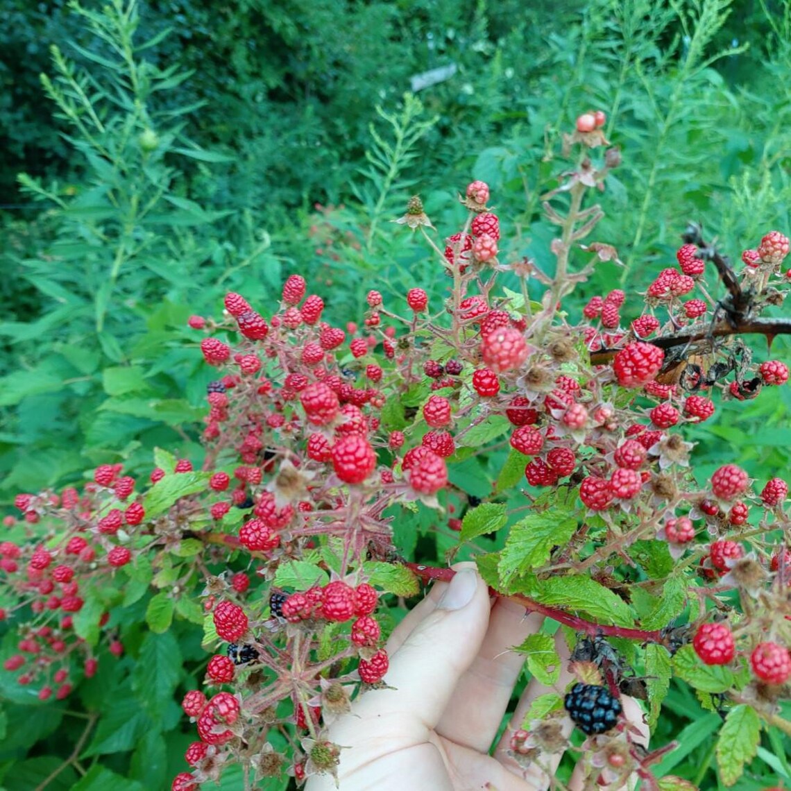 Allegheny Blackberry Plant: High Bush, Native North American Species - Etsy