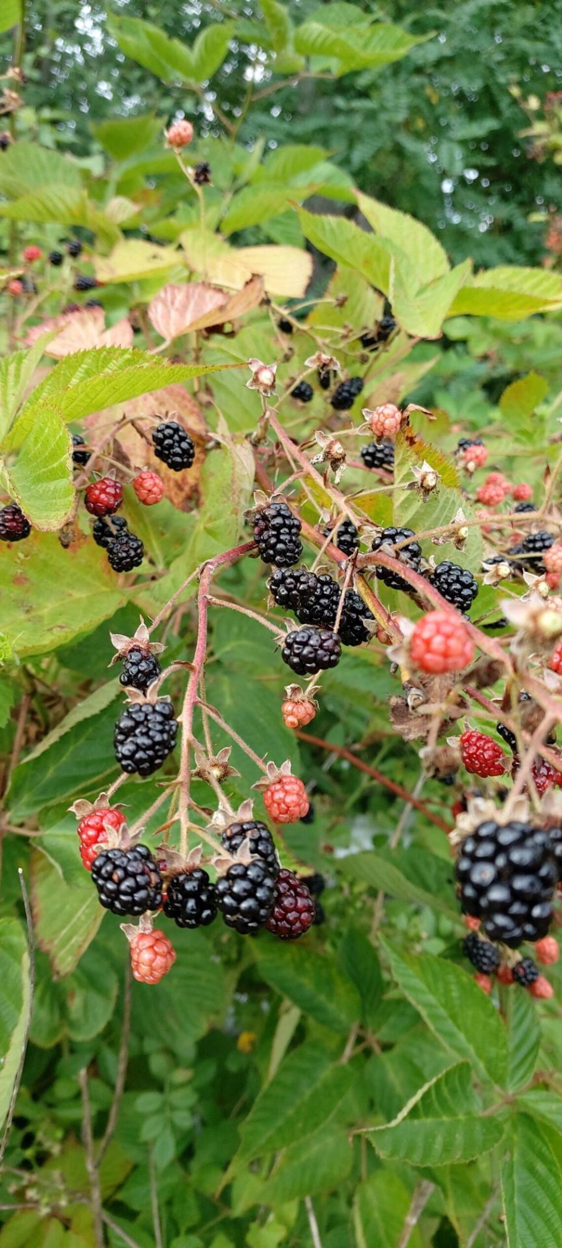 Allegheny Blackberry Plant: High Bush, Native North American Species - Etsy