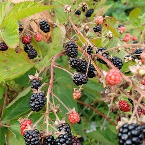 Allegheny Blackberry Plant: High Bush, Native North American Species - Etsy