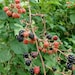 Allegheny Blackberry Plant: High Bush, Native North American Species - Etsy