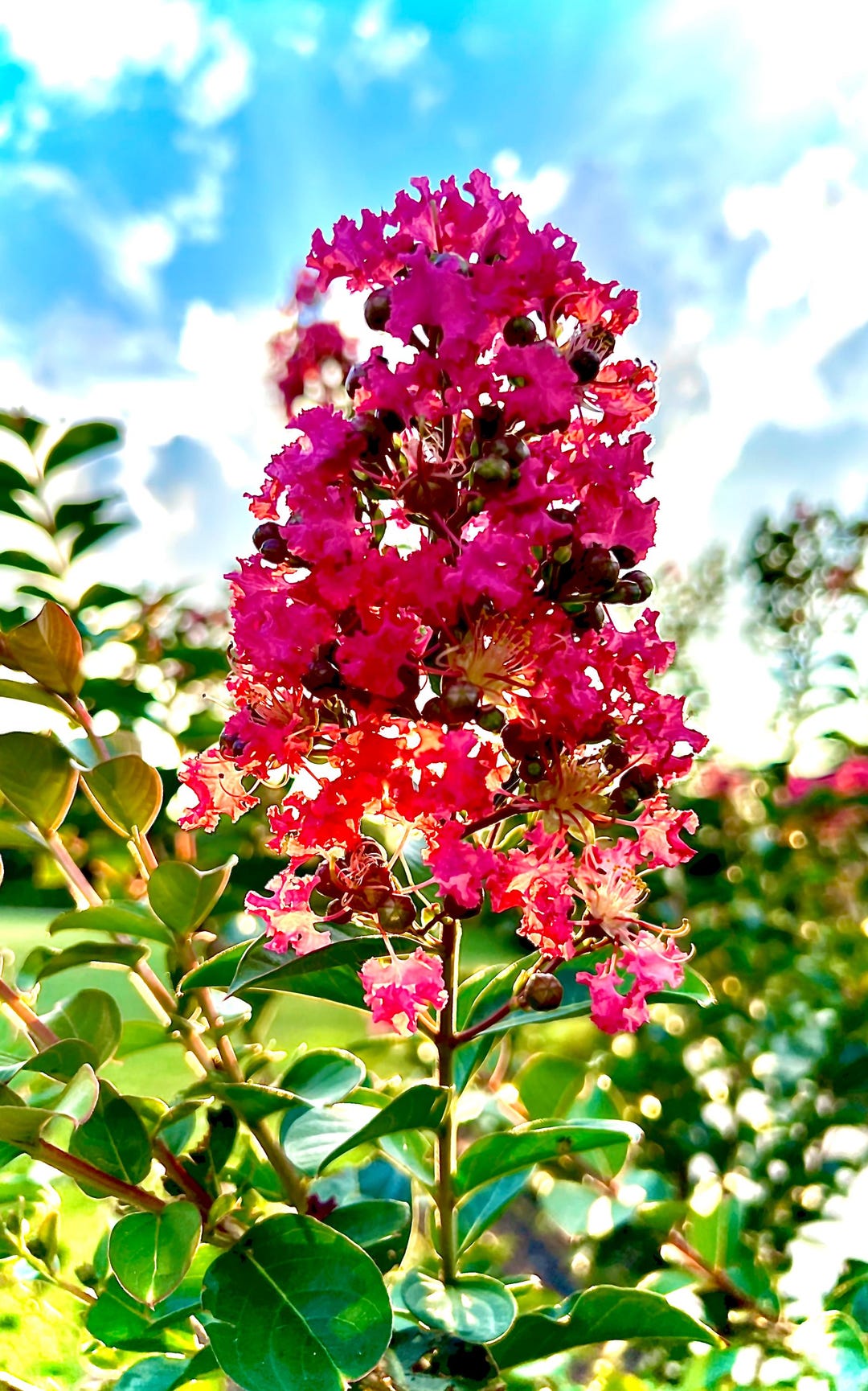 Digital Download Watermelon Crepe Myrtle in Full Bloom - Etsy