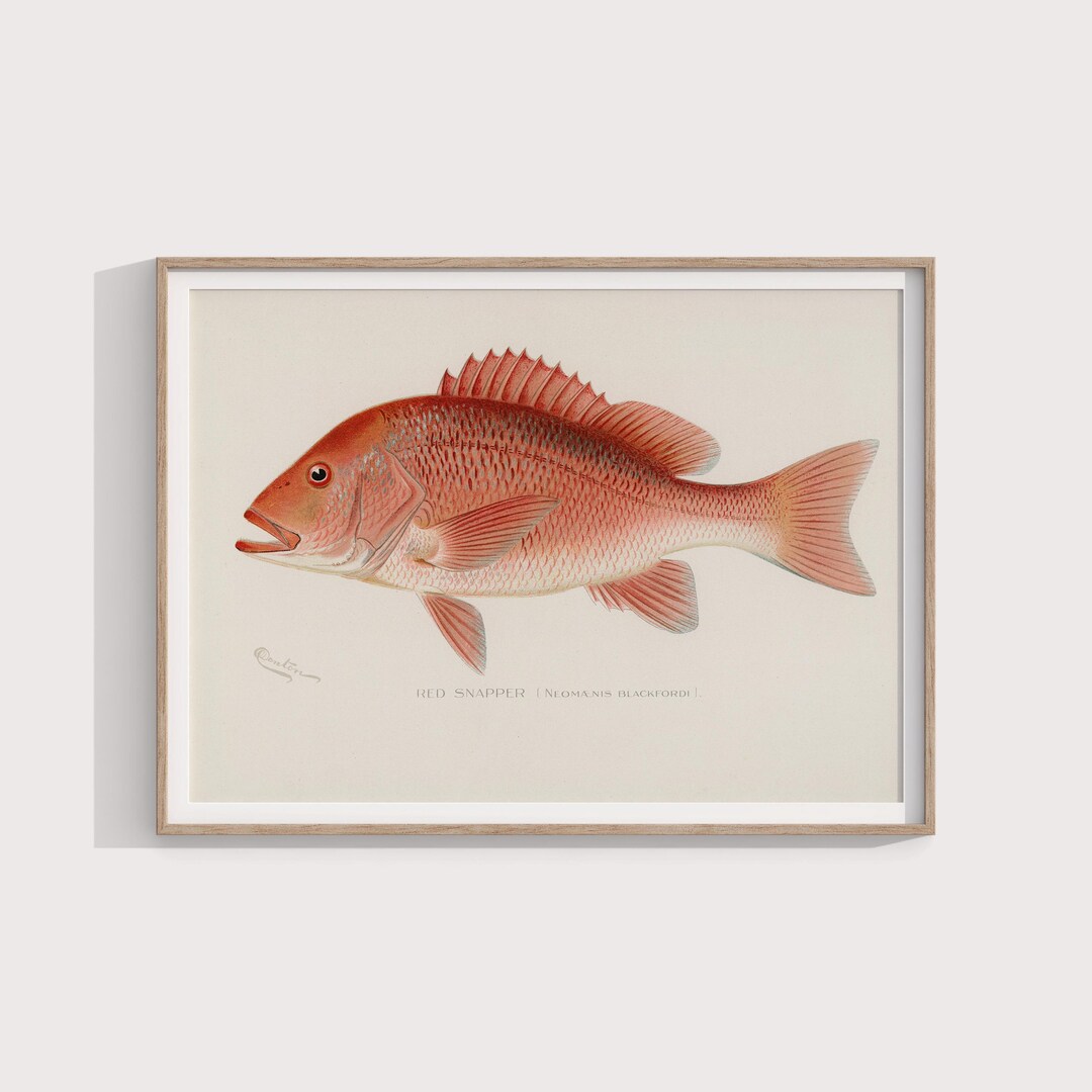 Northern Red Snapper Fish Print Vintage Fishing Poster Wall Art ...