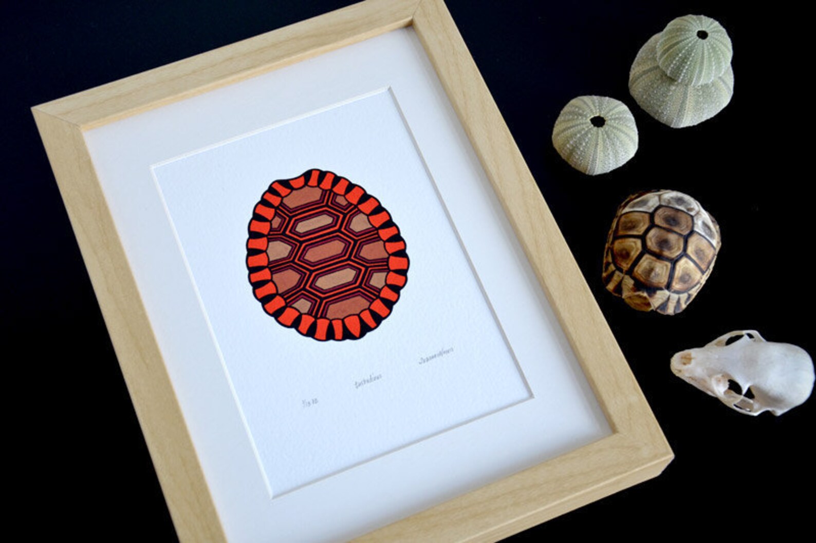 Tortoise Shell / Testudines 'specimen' Limited Edition, Handmade ...