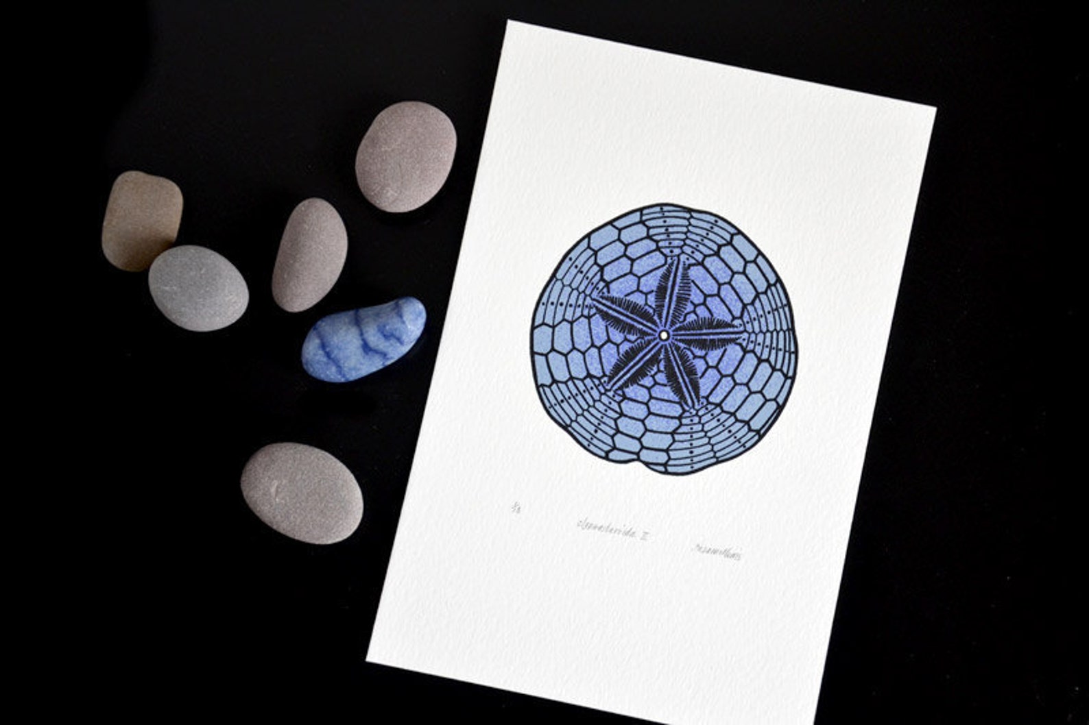 Sand Dollar / Clypeasteroida II 'specimen' dark - Etsy