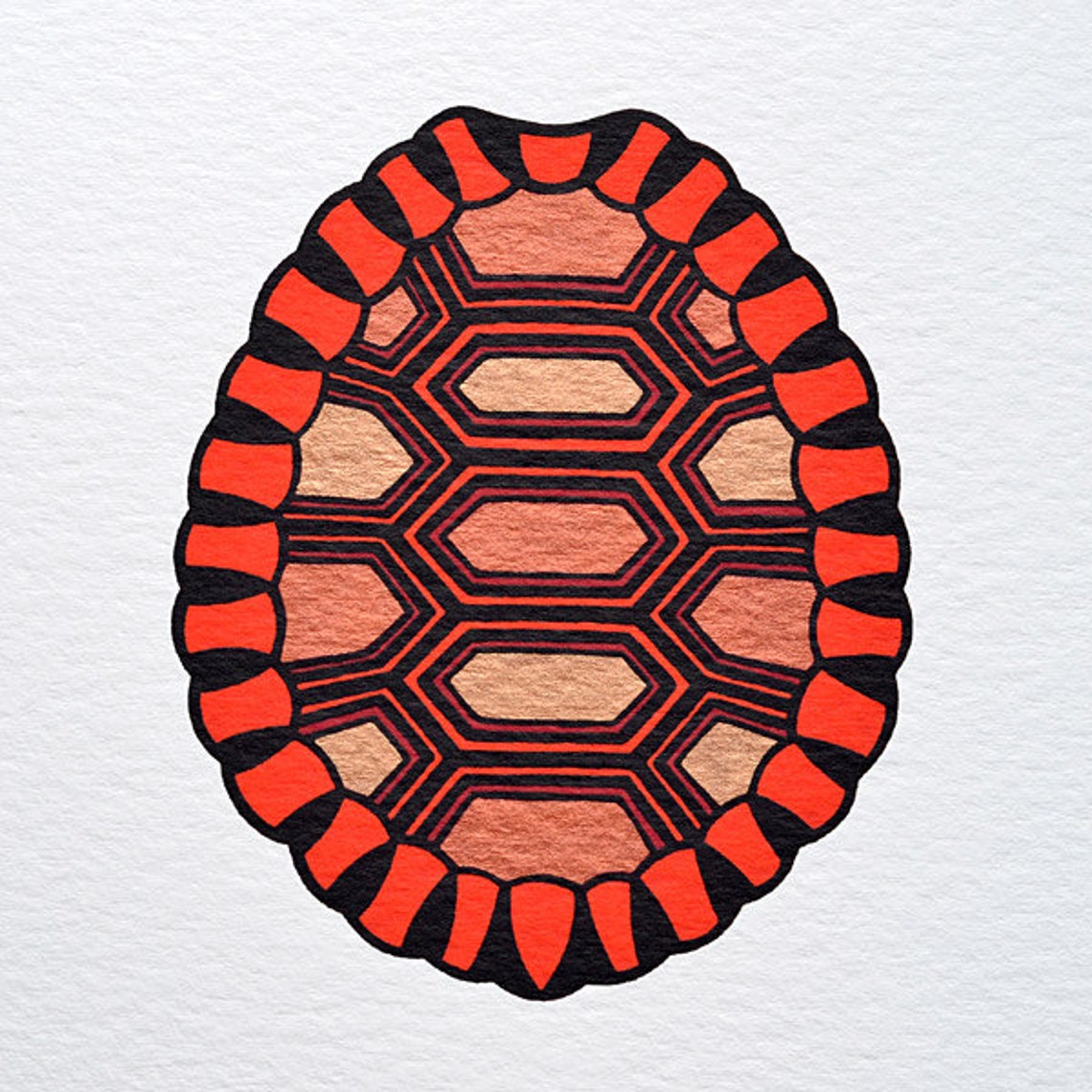 Tortoise Shell / Testudines 'specimen' Limited Edition, Handmade ...