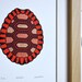 Tortoise Shell / Testudines 'specimen' Limited Edition, Handmade ...