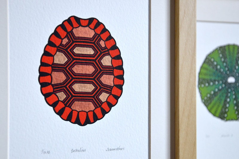 Tortoise Shell / Testudines 'specimen' Limited Edition, Handmade ...