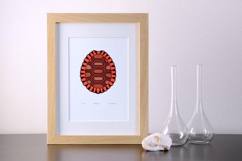 Tortoise Shell / Testudines 'specimen' Limited Edition, Handmade ...