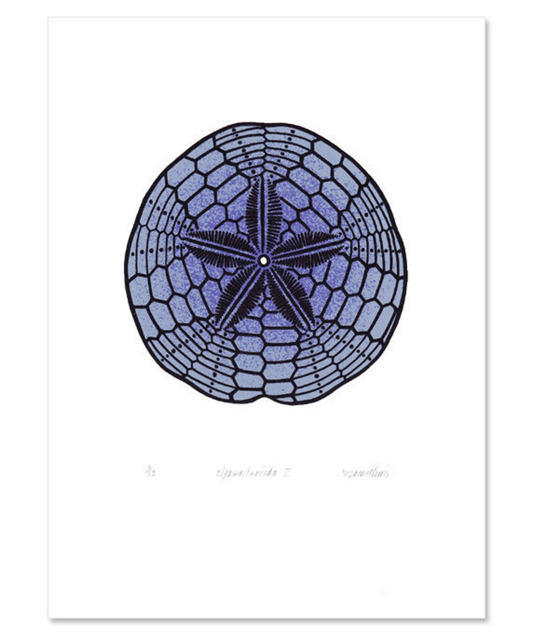 Sand Dollar / Clypeasteroida II 'specimen' dark Limited Edition Three ...