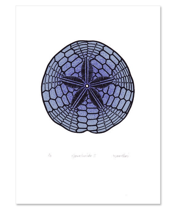 Sand Dollar / Clypeasteroida II 'specimen' dark - Etsy