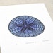 Sand Dollar / Clypeasteroida II 'specimen' dark - Etsy