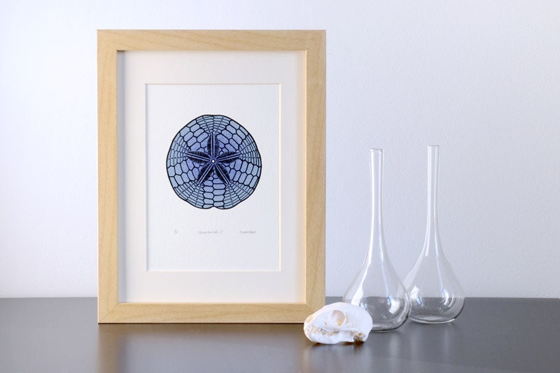 Sand Dollar / Clypeasteroida II 'specimen' dark - Etsy