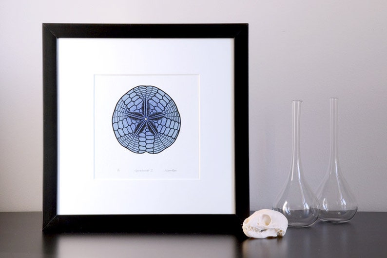 Sand Dollar / Clypeasteroida II 'specimen' dark - Etsy