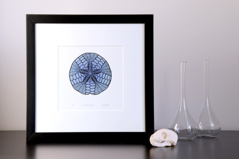 Sand Dollar / Clypeasteroida II 'specimen' dark - Etsy