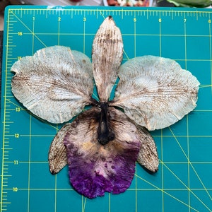 Pressed Orchids Pressed Flowers, Large Orchid Cattleya, Dried Orchids ...