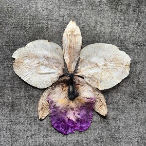 Pressed Orchids Pressed Flowers, Large Orchid Cattleya, Dried Orchids ...