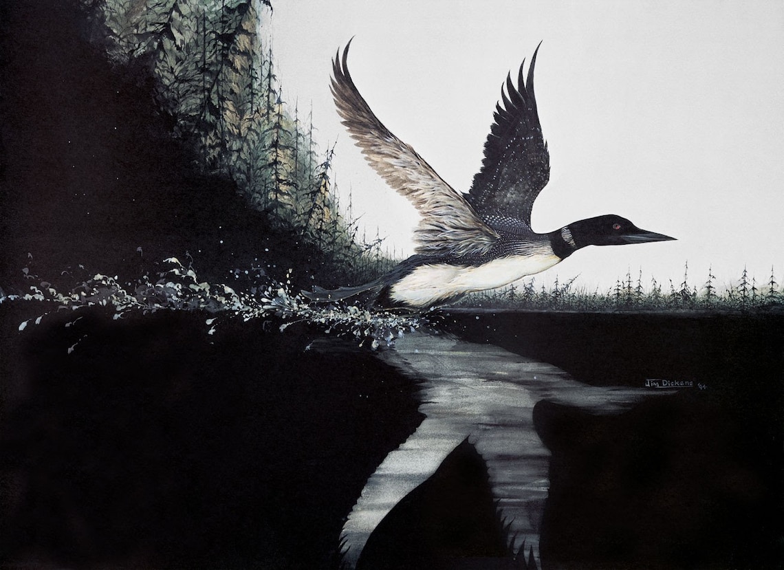Loon Taking off - Lithographic Print - Etsy
