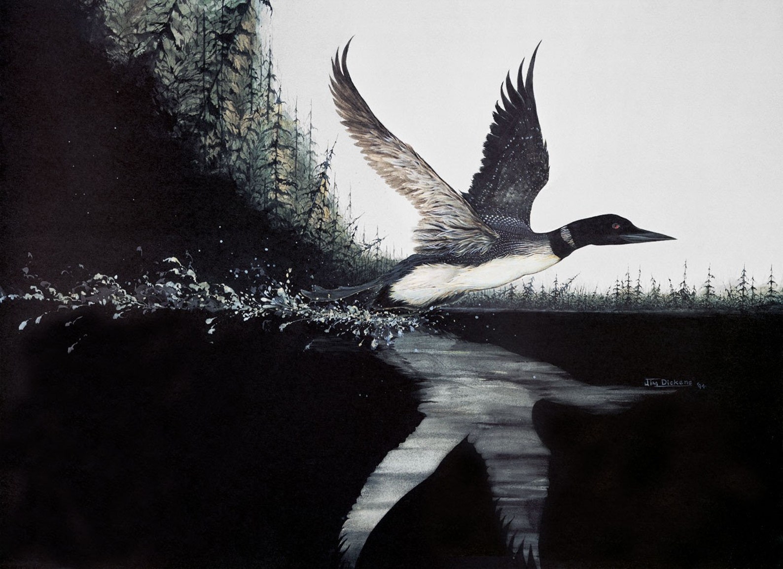 Loon Taking off - Lithographic Print - Etsy