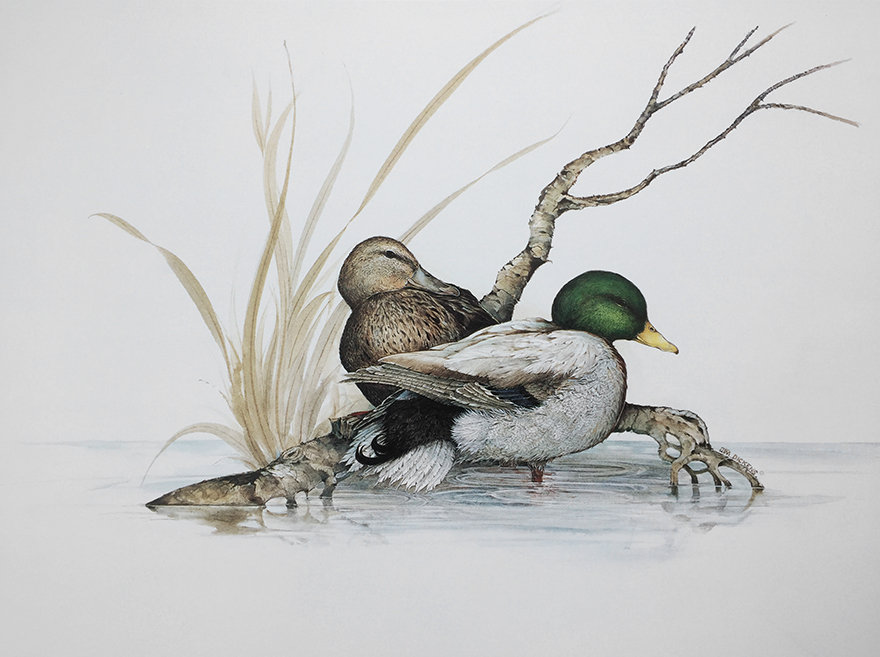 Mallard Pair - Lithographic Print - Etsy