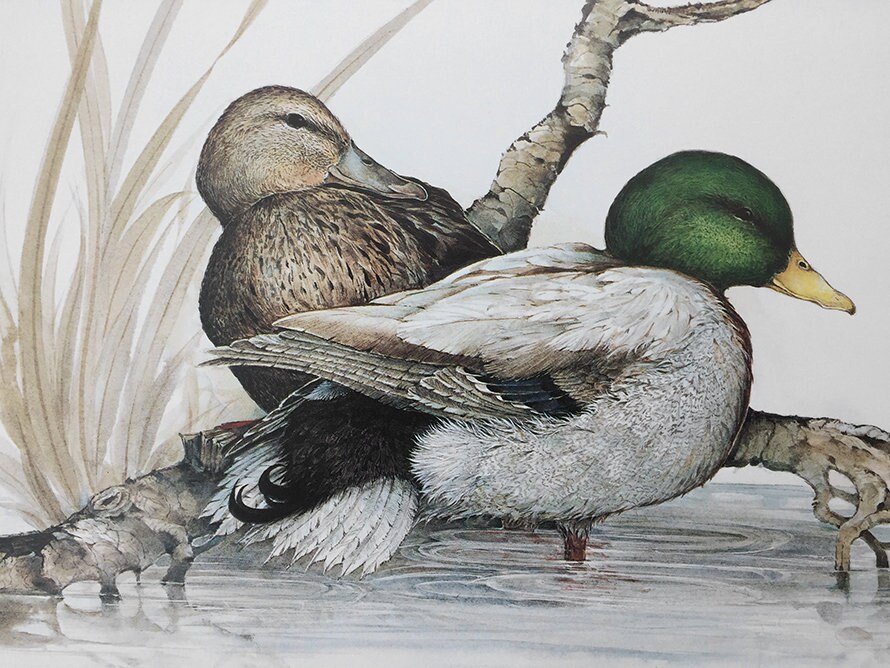 Mallard Pair - Lithographic Print - Etsy