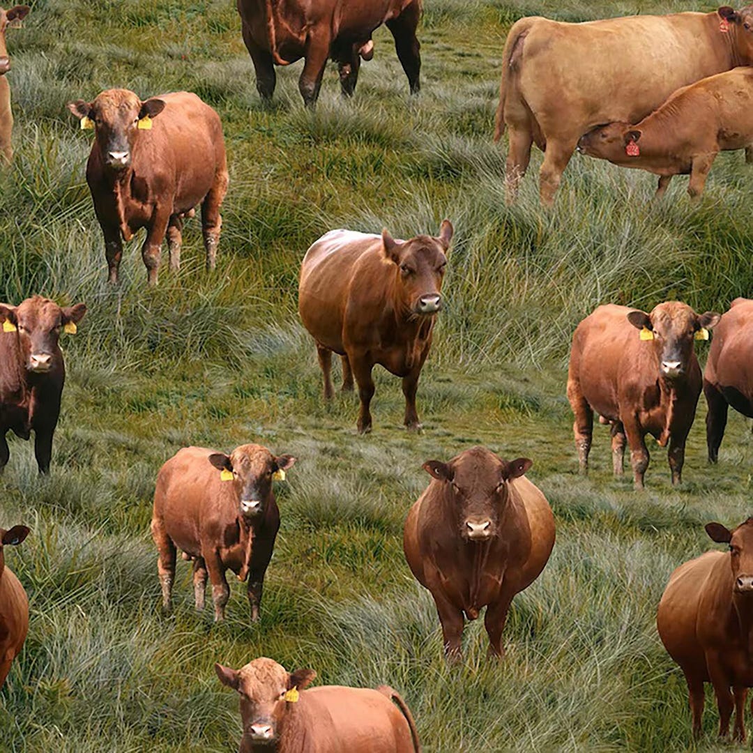 RED ANGUS Cattle on Cotton Fabric, KK Fabrics, 100% Cotton Fabric, Cow ...