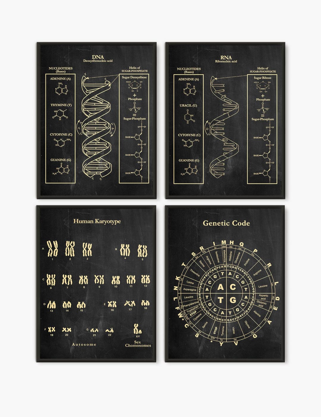 DNA Print Art, Science Art, Human DNA, Set of 4 Prints, Biology Print ...