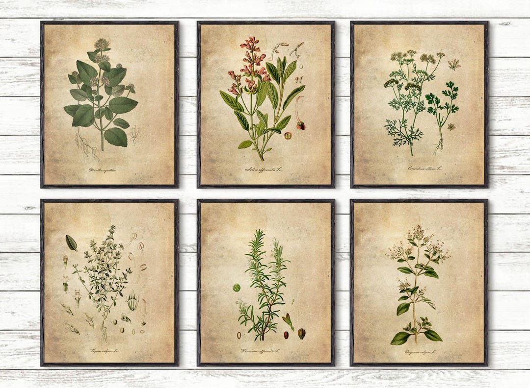 Herbs Print, Kitchen Wall Art, Botanical Poster, Herb Poster, Herbs and ...