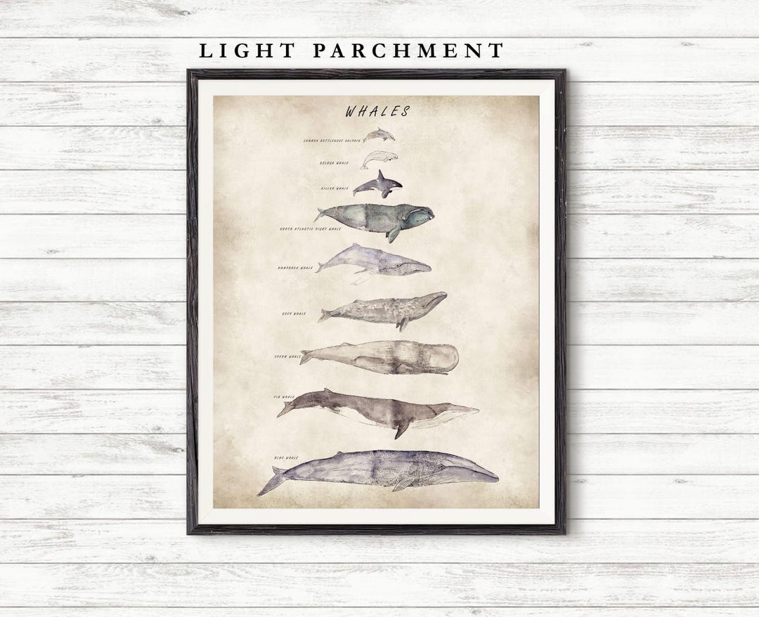 Whales, Whale Illustration, Whale Print, Nautical Decor, Marine Art ...