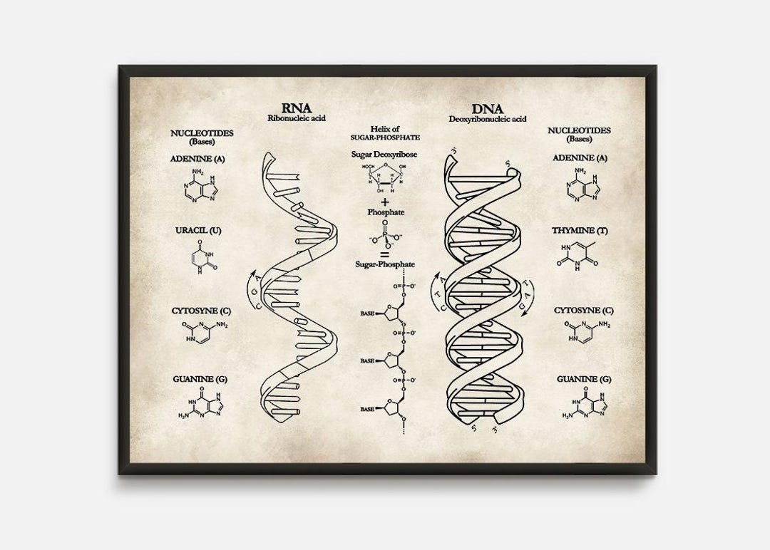 DNA, RNA Print, Nucleotides, Biological Science, Science Poster, Science Art, Organic Chemistry ...