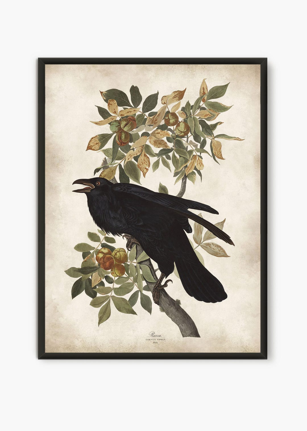 Raven Vintage Bird Illustration, Audubon Birds of America Plates ...