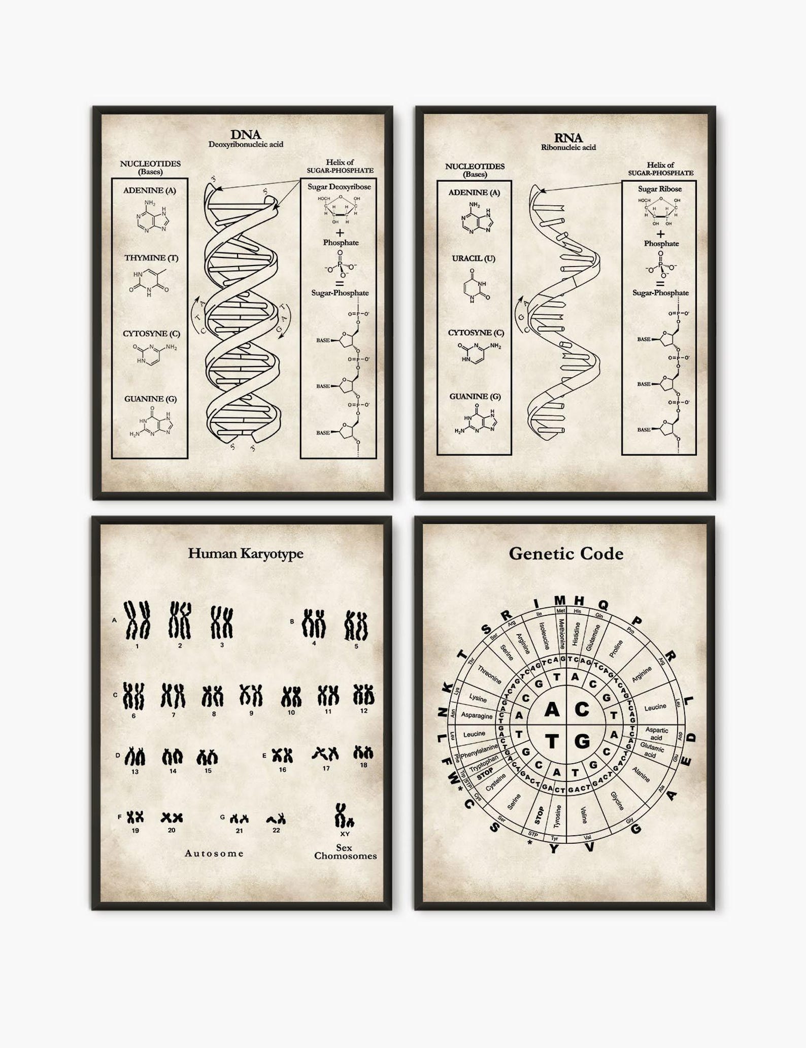 Dna Wall Art, Set of 4,dna Molecule, Rna Molecule, Science Art, Medical ...