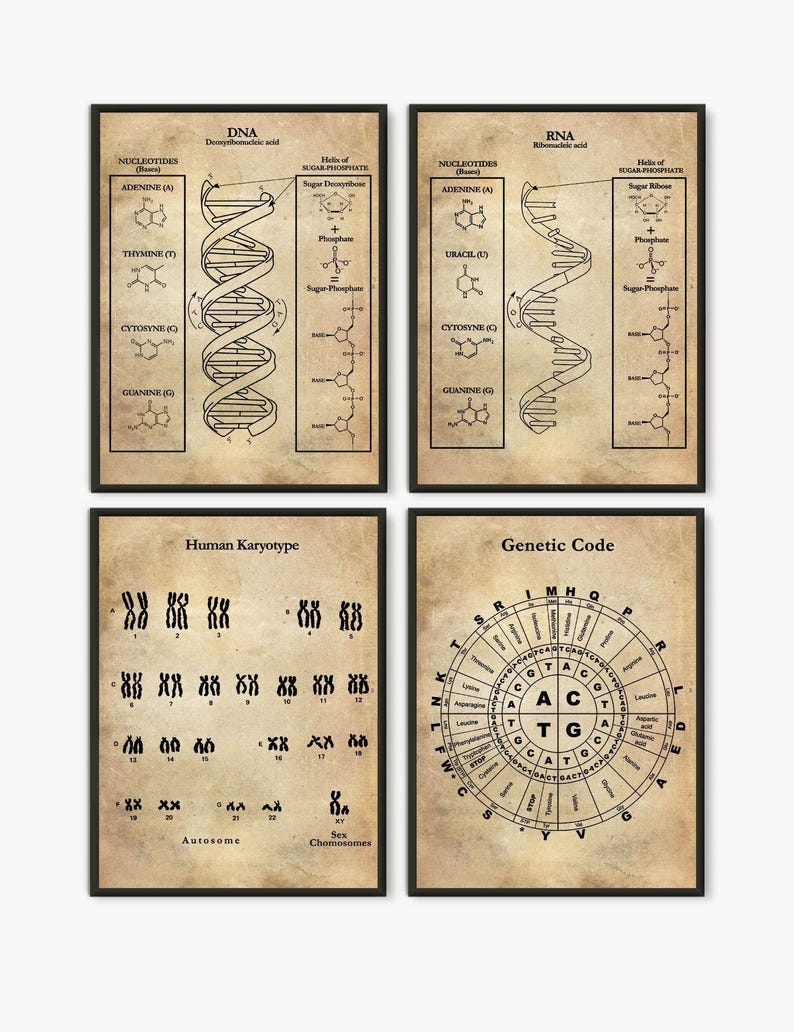 Dna Wall Art, Set of 4,dna Molecule, Rna Molecule, Science Art, Medical ...