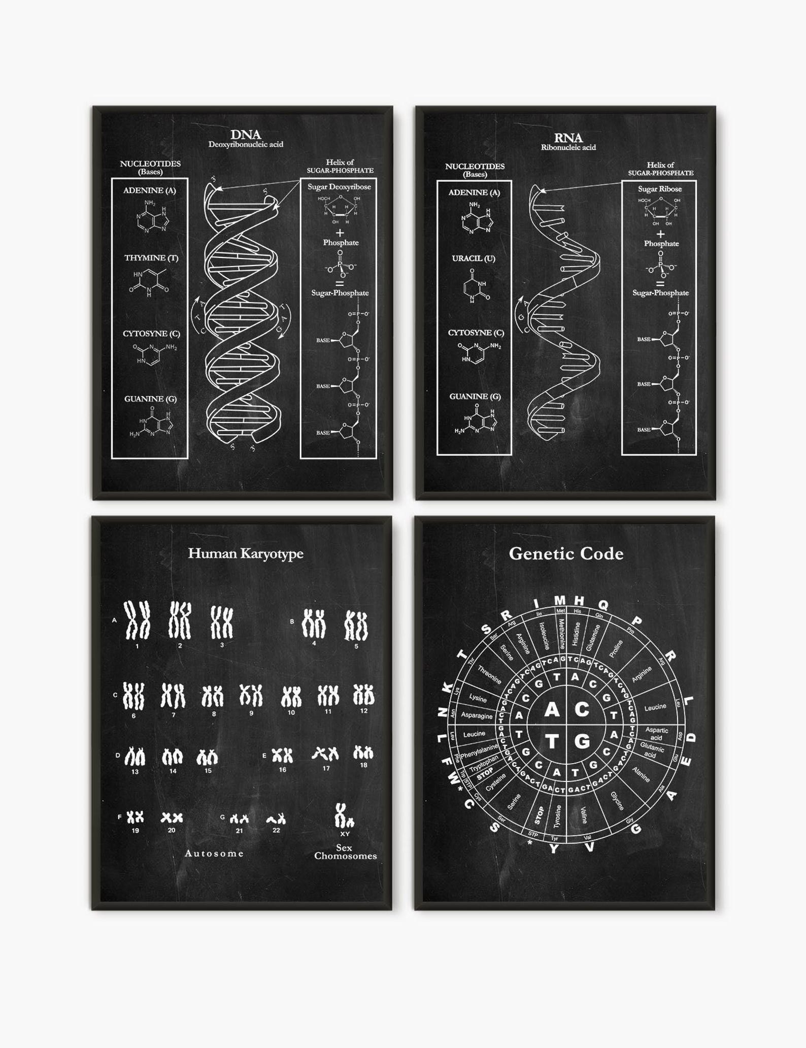 Dna Wall Art, Set of 4,dna Molecule, Rna Molecule, Science Art, Medical ...