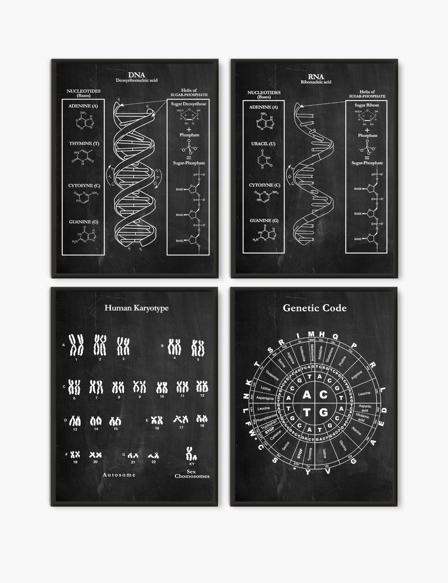 Dna Wall Art, Set of 4,dna Molecule, Rna Molecule, Science Art, Medical ...