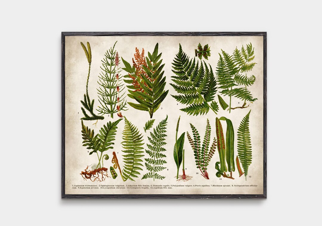Fern Print Fern Wall Art Botanical Poster, Fern Poster Fern Art Fern ...