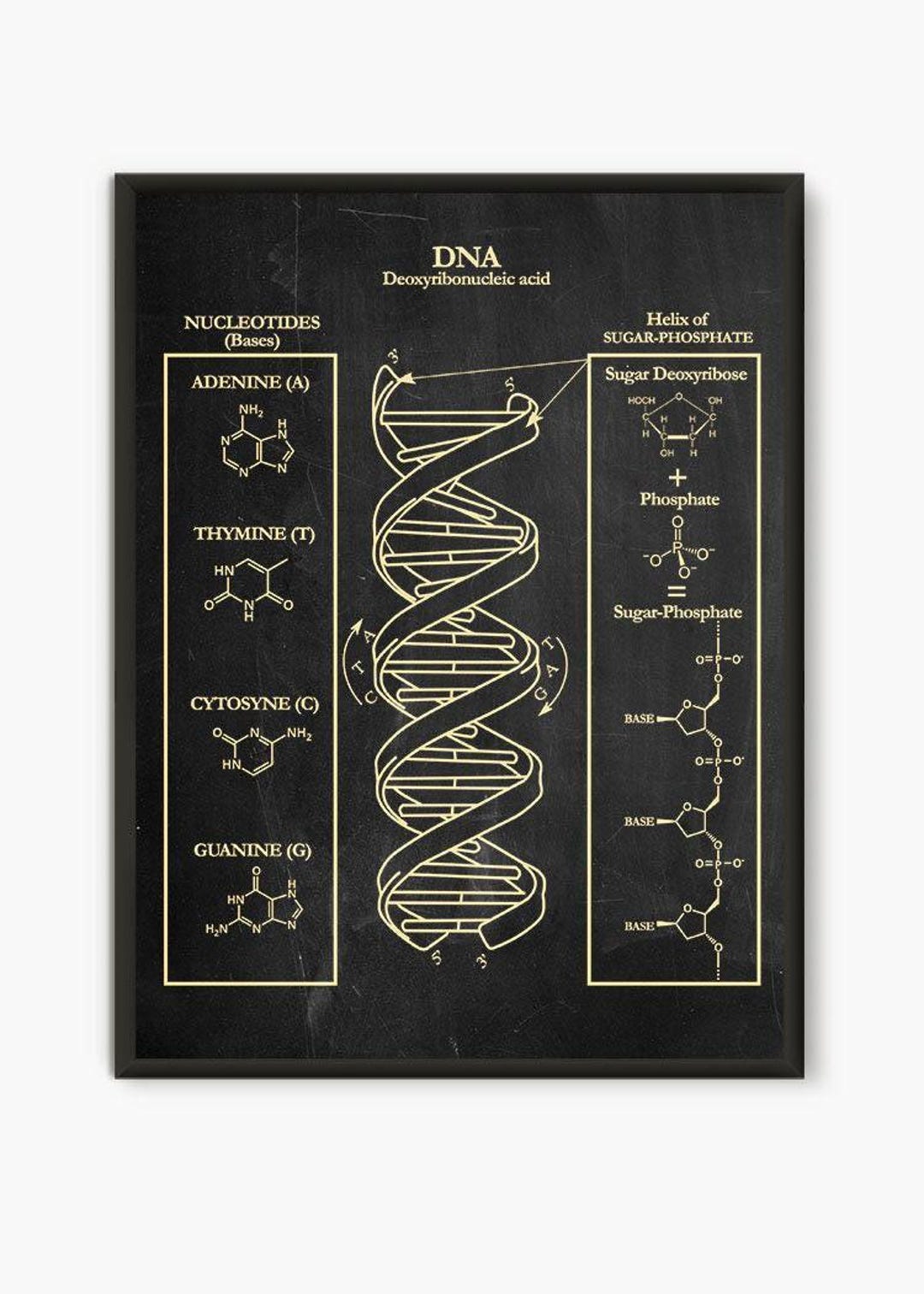 DNA Wall Art Poster,biology Student Gift, Classroom Art Poster ...