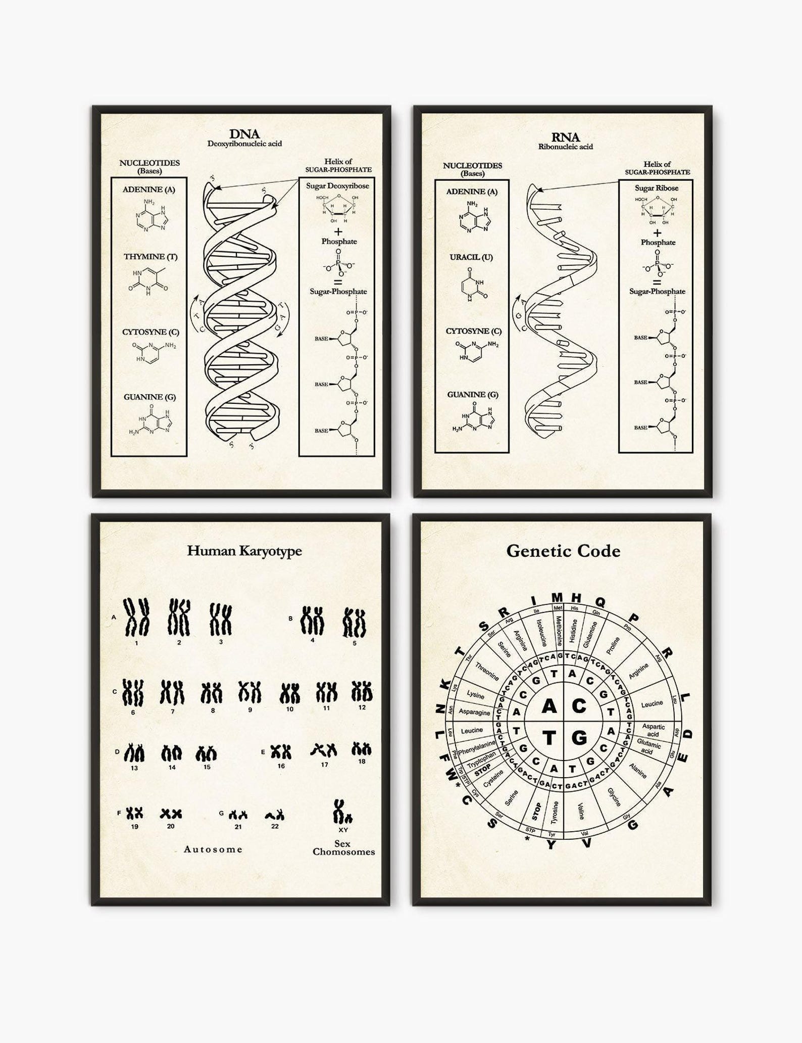 Dna Wall Art, Set of 4,dna Molecule, Rna Molecule, Science Art, Medical Art, Genetic Code, Dna ...